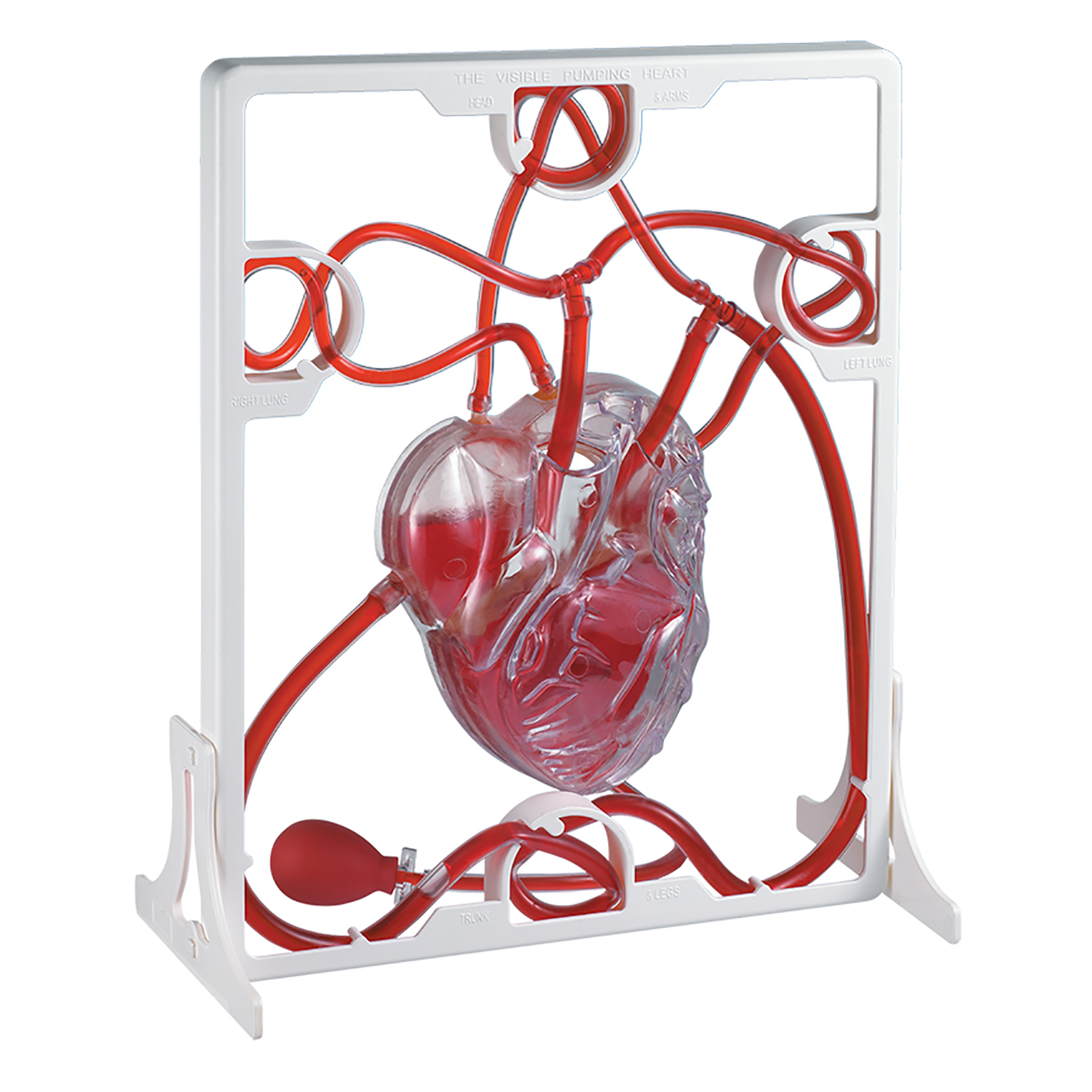 Pumping Heart Model RGS Group Pumping Heart Model RGS Group